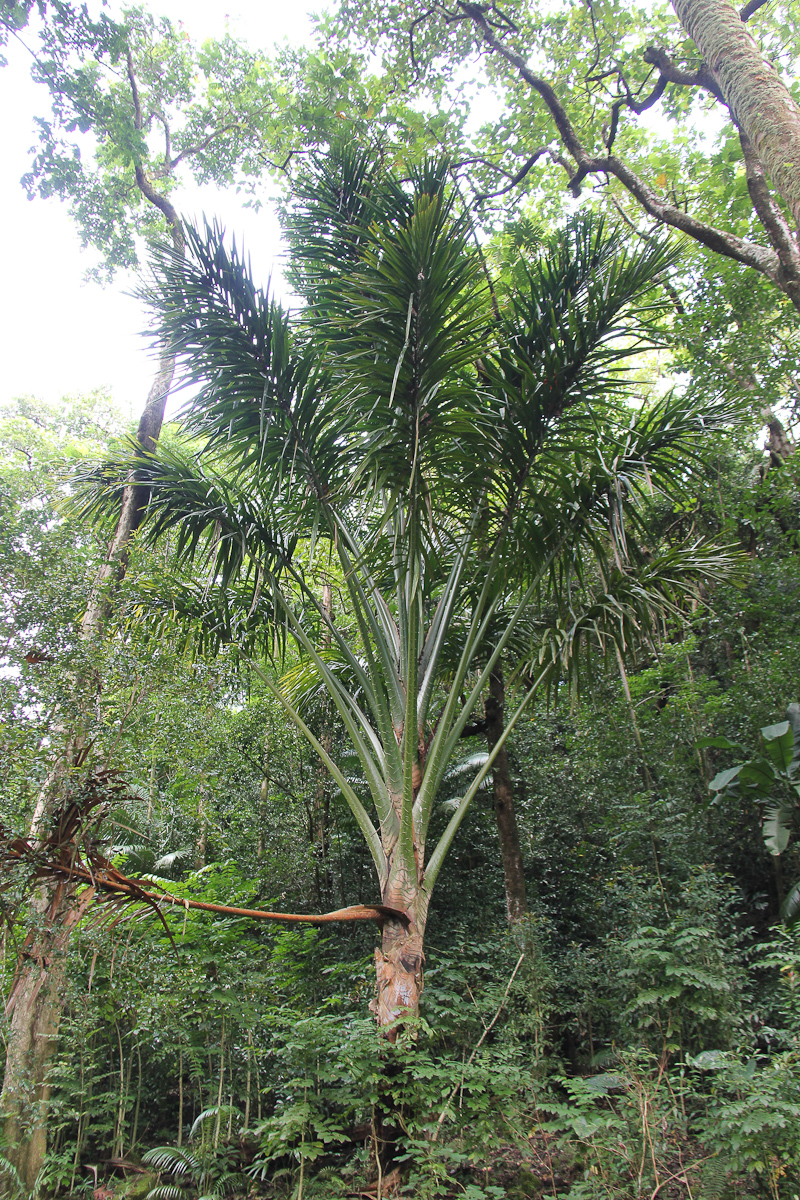Exploring Maui: Ke’anae Arboretum | Thoughtso.org